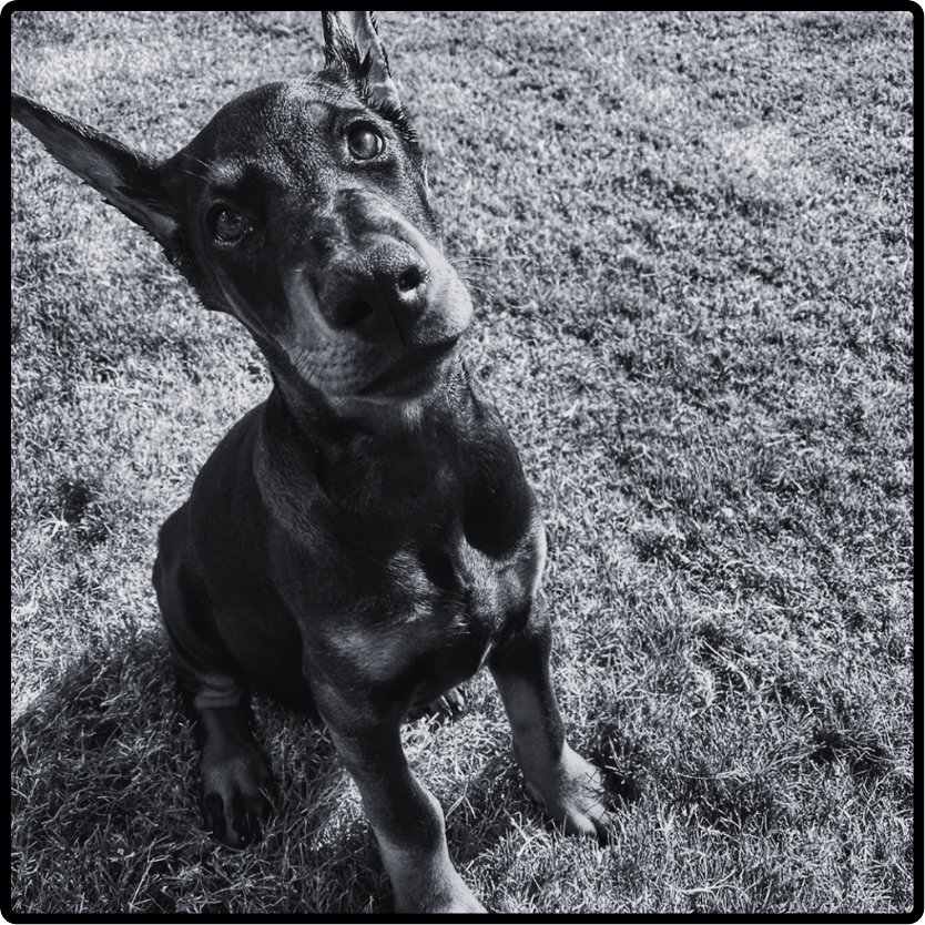 Slobberman.dog Best Dry Dog Food. High Protein(33%) Gluten Free Omega3